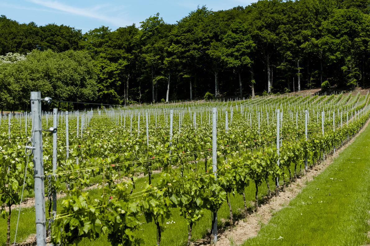 Winery prevents grape blossom frost damage with Reporter – Crodeon